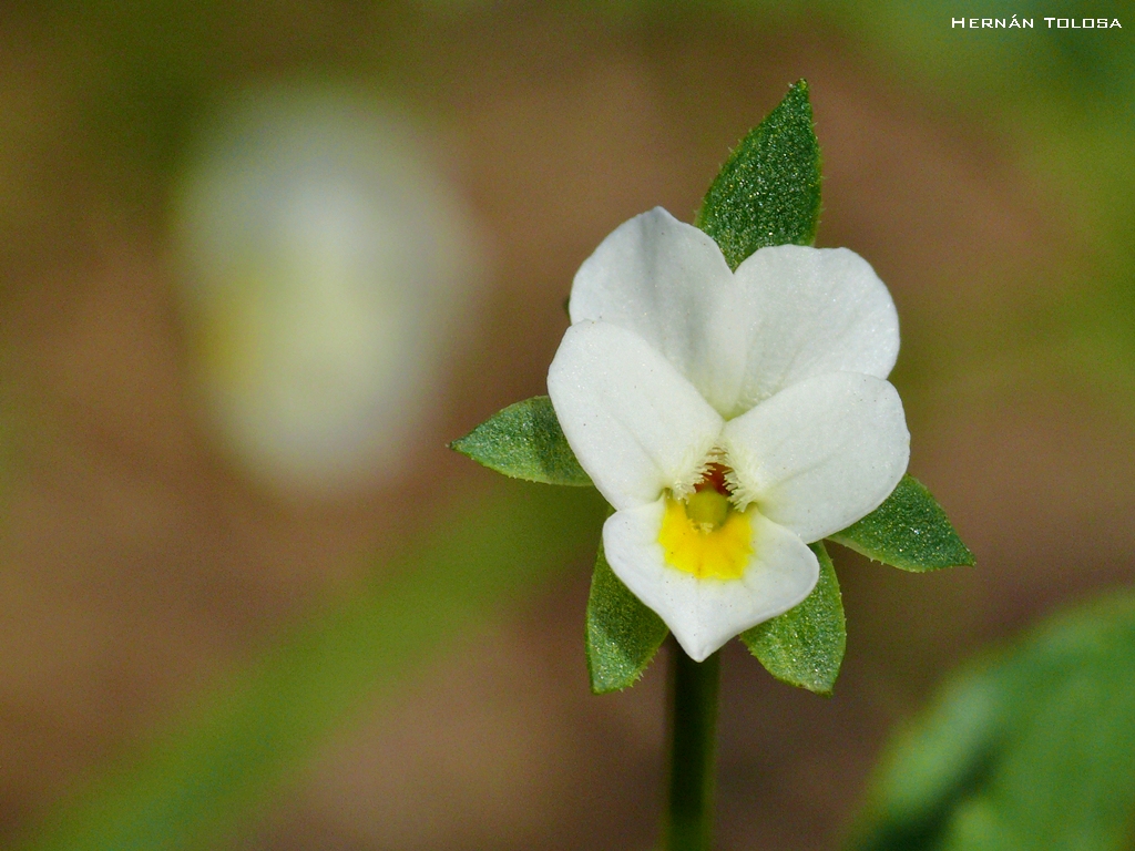 Flora Bonaerense: Pensamiento silvestre (Viola arvensis)