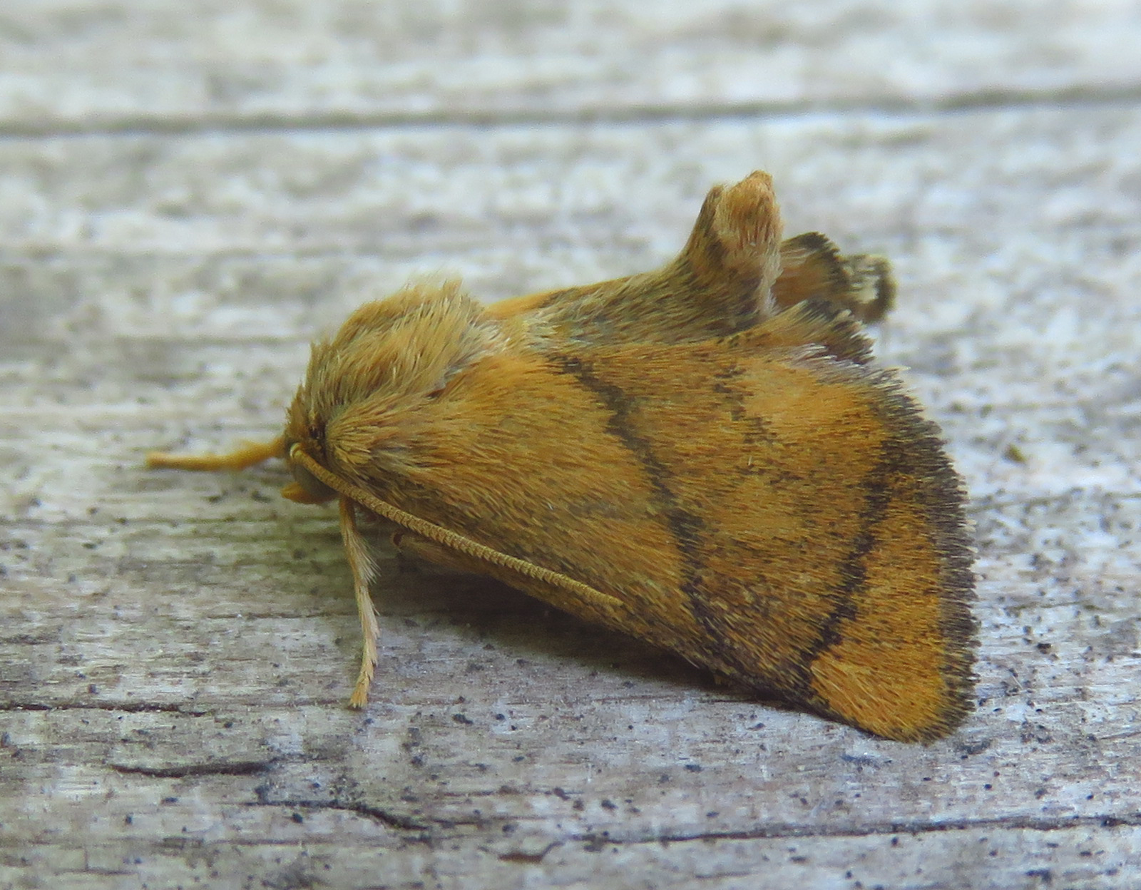 MERSEA WILDLIFE: SUMMER MOTHS