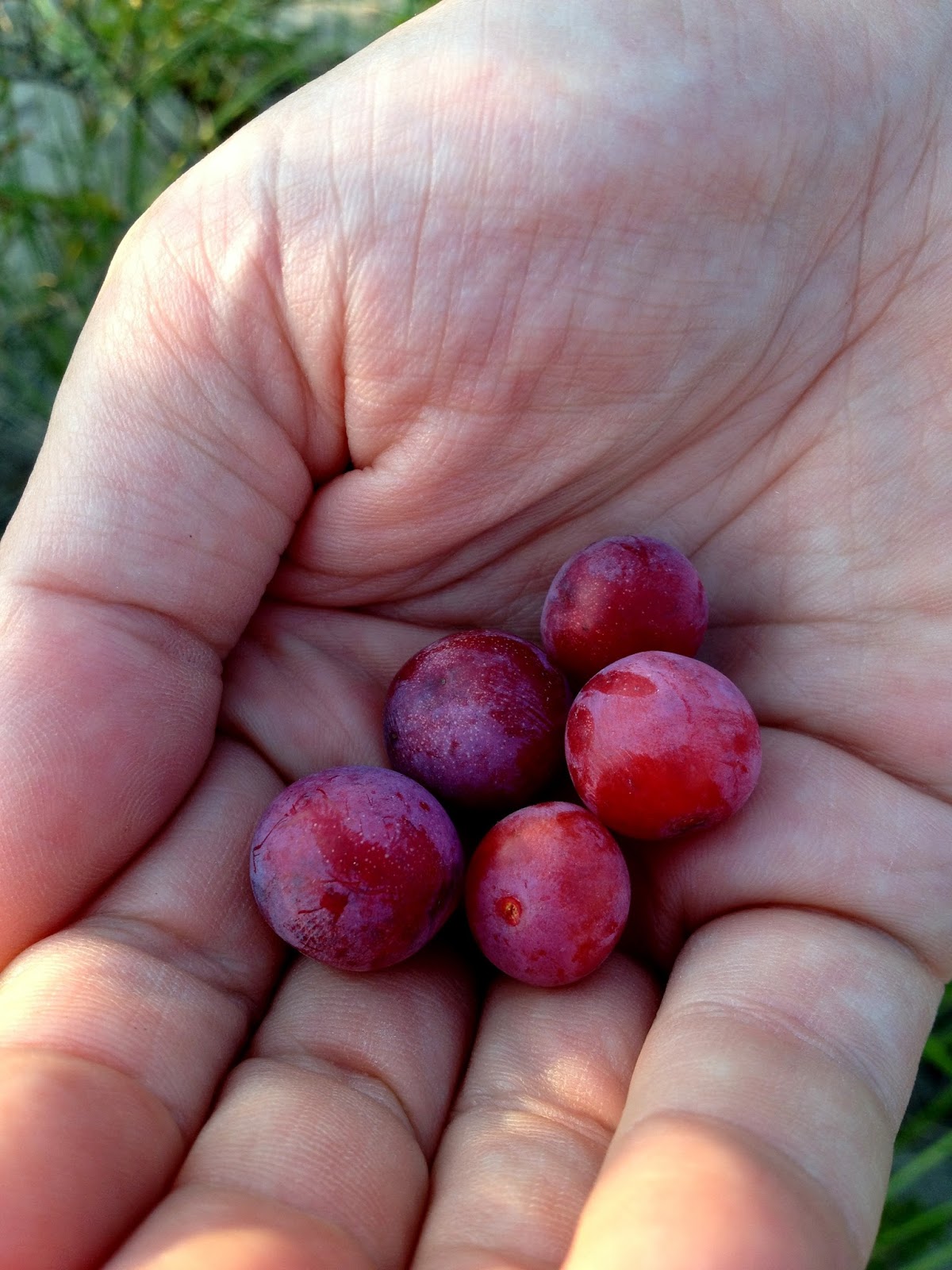 Beach Plum Jam and Jelly - Tilly's Nest