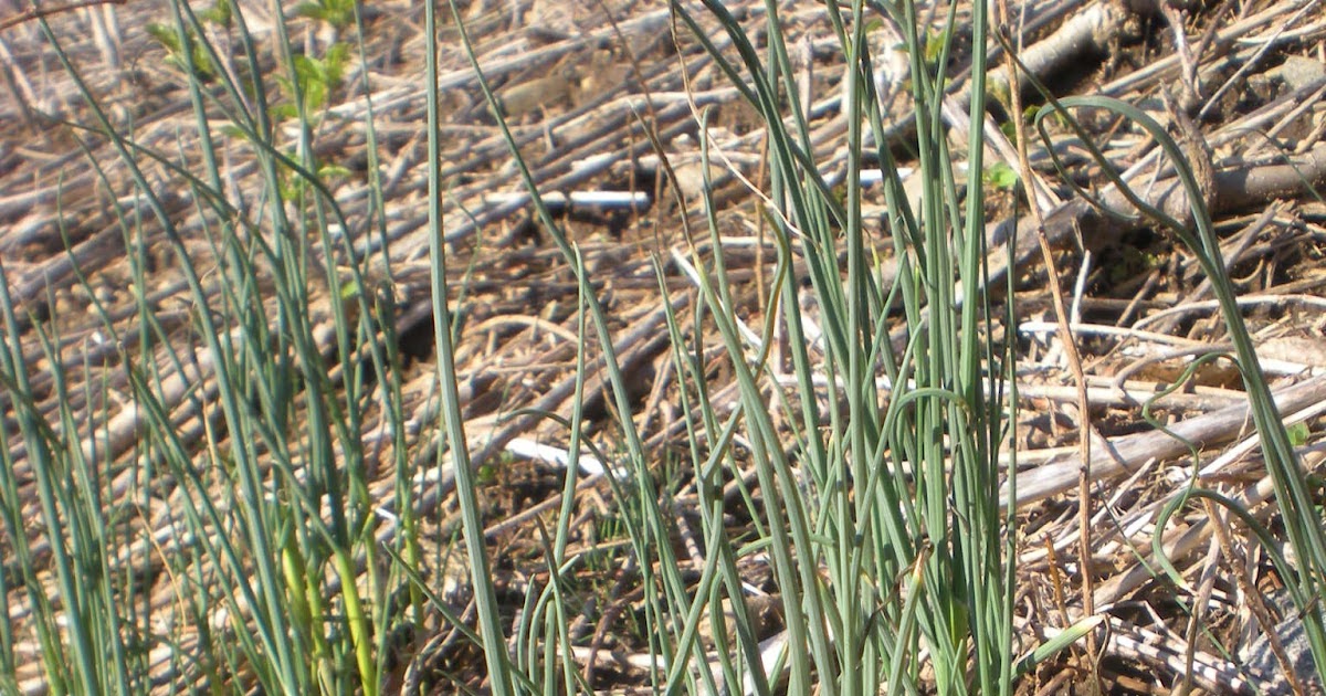 The 3 Foragers: Foraging for Wild, Natural, Organic Food: Field Garlic ...