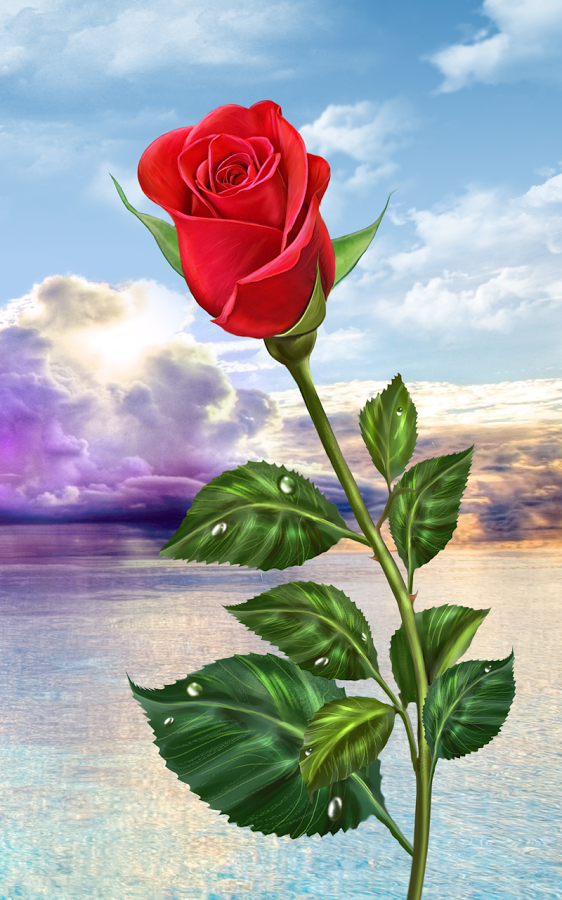 Beautiful Rose