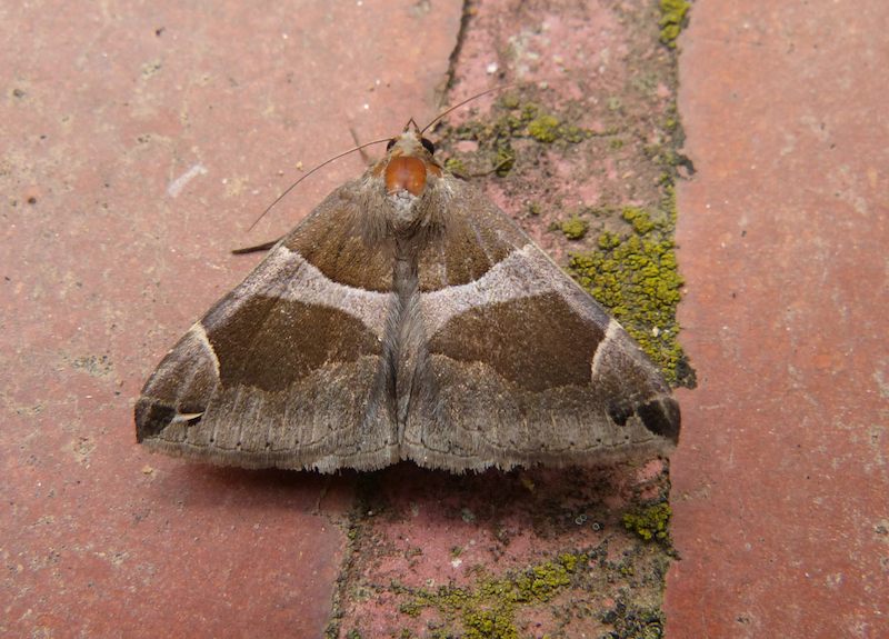The Weekend Biologist: Some Italian Moths