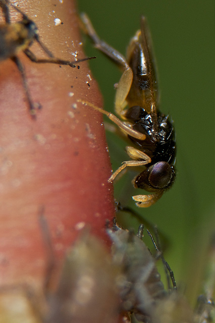 ムシをデザインしたのはダレ？: ツヤコバチ科 ( Aphelinus sp. ) 産卵