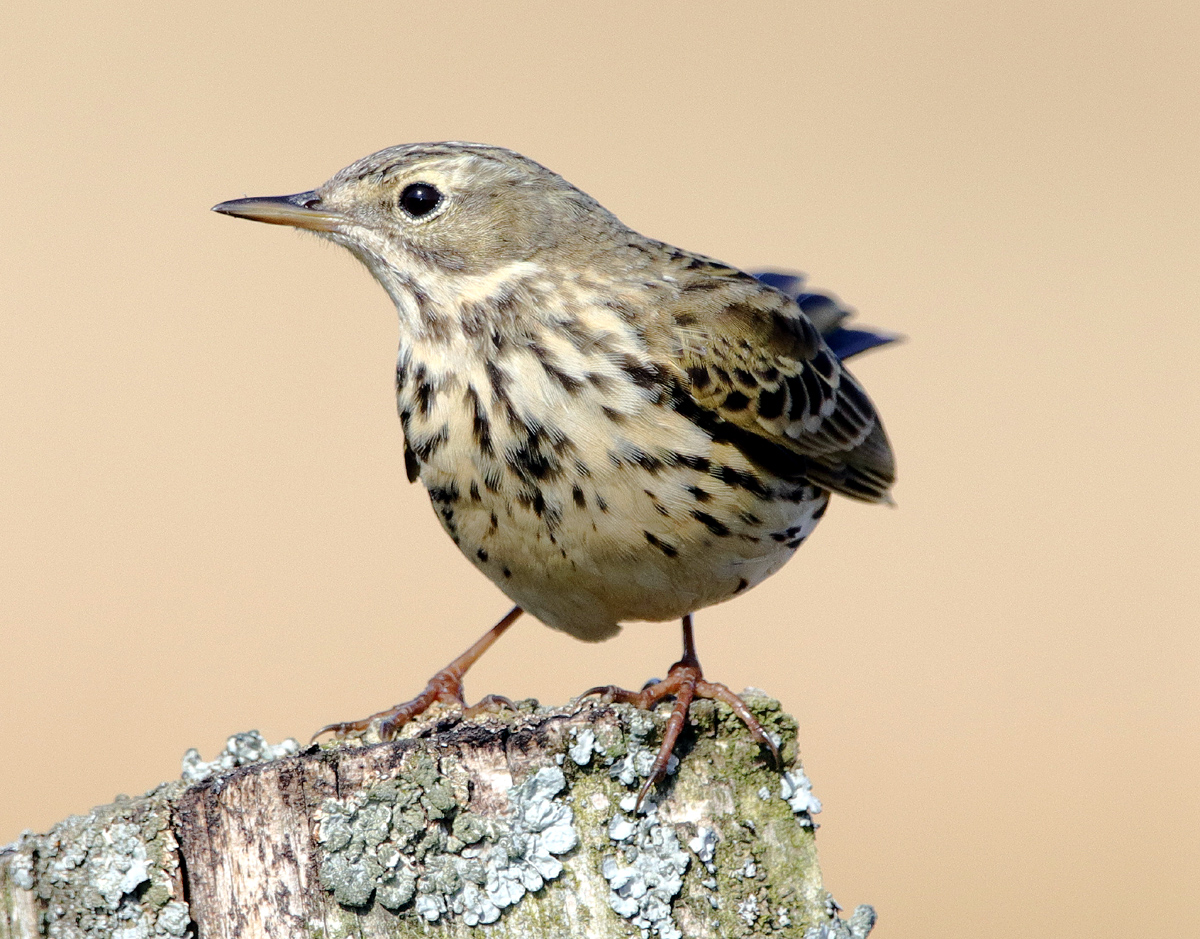 Another Bird Blog: Change Of Scene