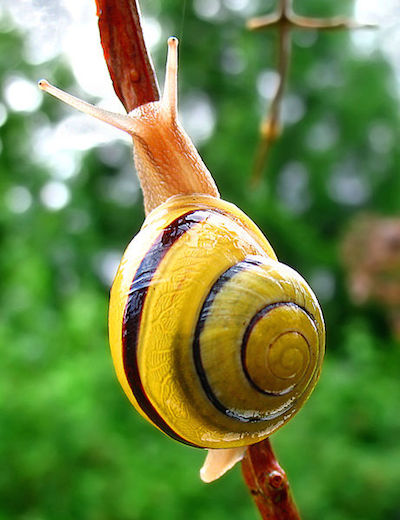 Mythology and Folklore UN-Textbook: Filipino Tales: Why Snails Climb Up ...