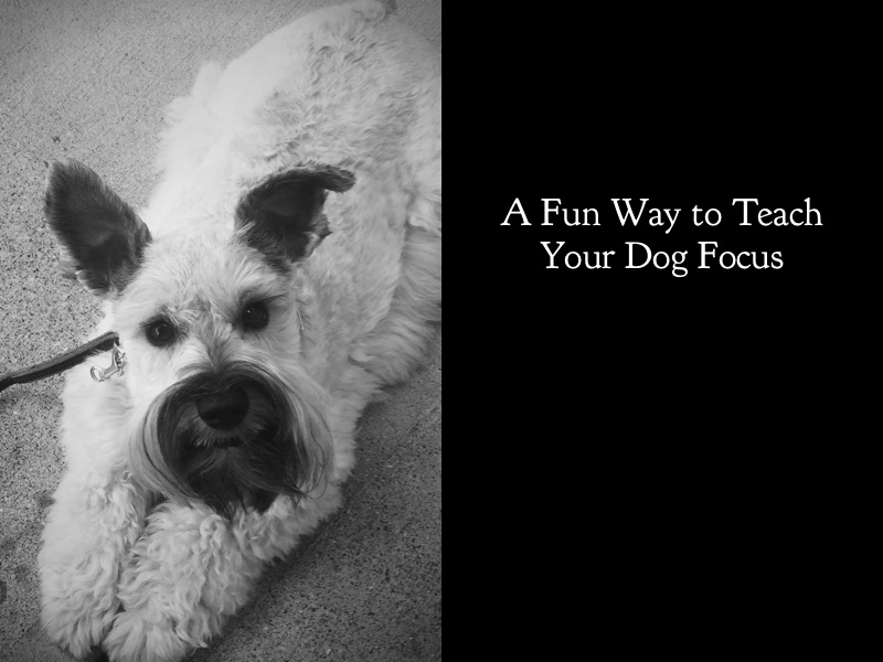 My Schnauzer Addiction: A Fun Way to Teach Your Dog Focus
