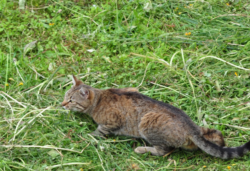 Catalin Negru: Puiul...de Stancuta