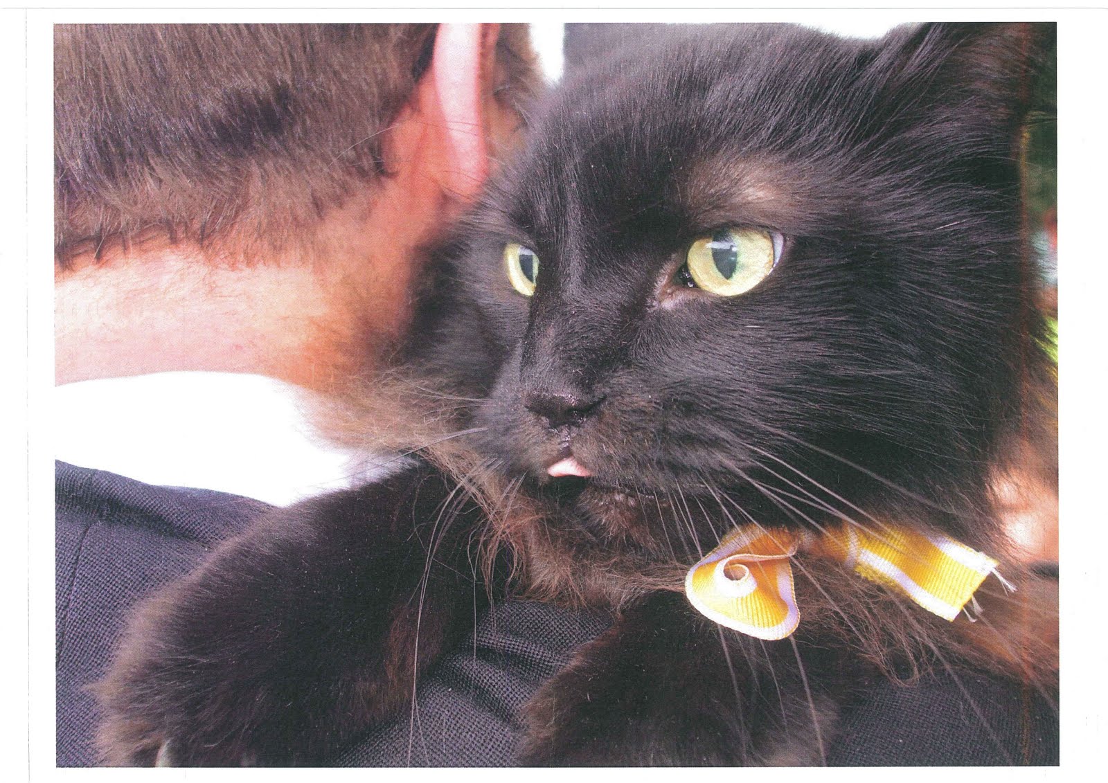 The Catholic Heritage Association of Ireland: Pushkin, the Oratory Cat ...