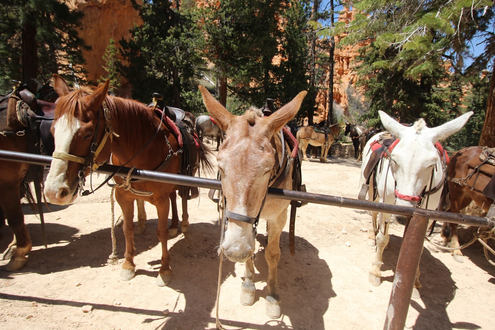 Making Restorations: Mule Rides in Bryce Canyon