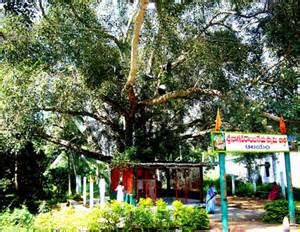 TELUGU WEB WORLD: WHY VEPA TREES AND RAAVI TRESS ARE SEEN IN INDIAN ...