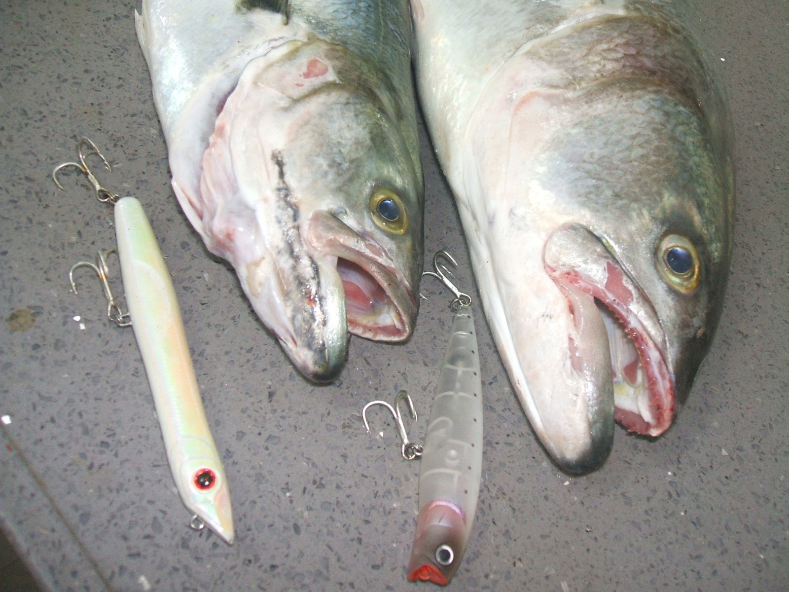 SALTWATER SPINNING IN ISRAEL: CRAZY FISH