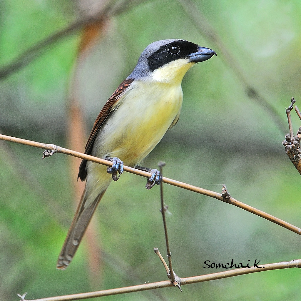 Tips Merawat Pentet - Ocehan Kenari