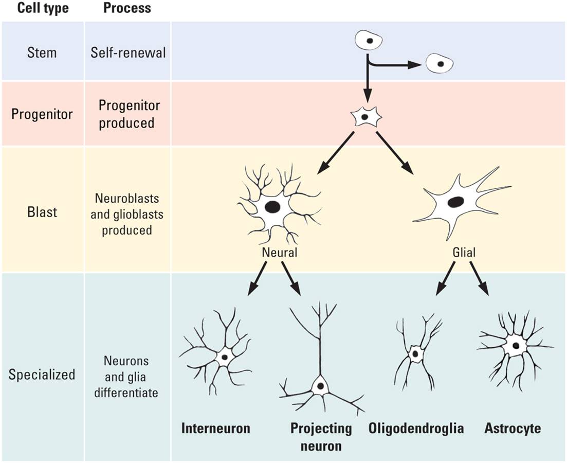Life After Being A Student - My Mission To Learn: Neurodevelopment ...