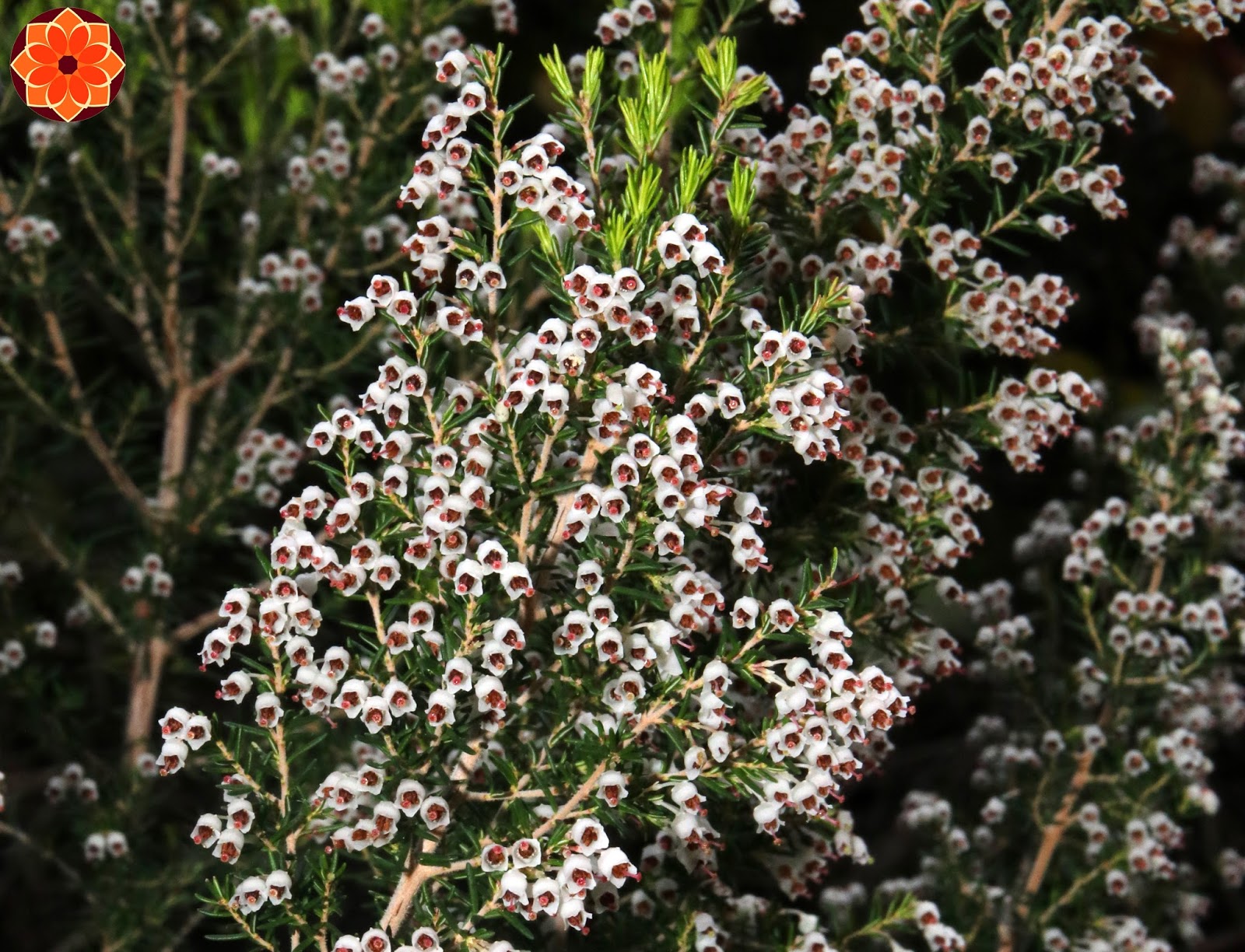 Brezo blanco (Erica arborea)