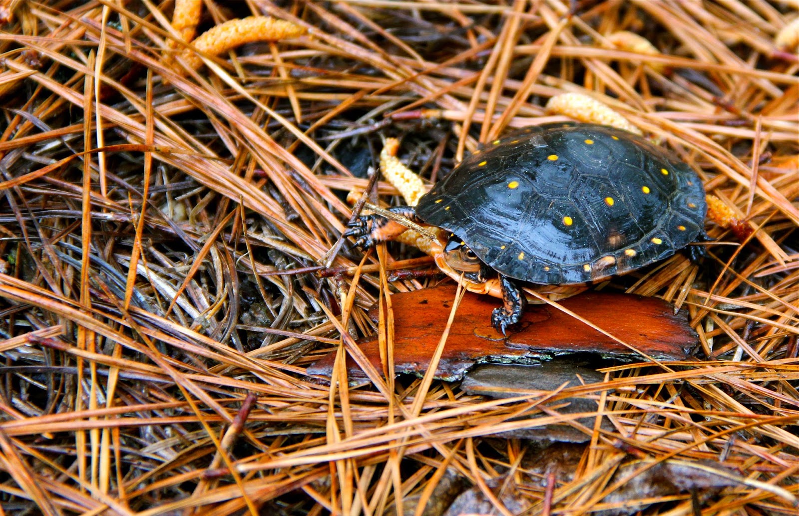 Hoot Owl Karma: Spotted Turtle and Eastern Hognose Snake - Fellow Travelers