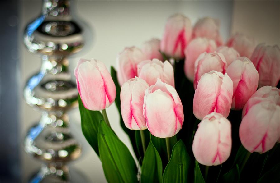 pandhoraa: Pink Mondays - Lalele,lalele