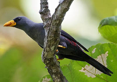Memilih dan merawat burung Jalak rio | Tips burung terbaru