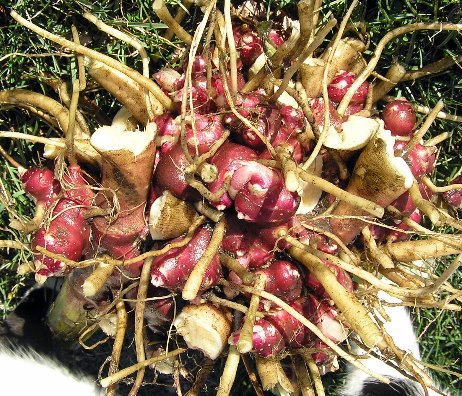 Rare Edible Root Crops: 2012 yacon harvest