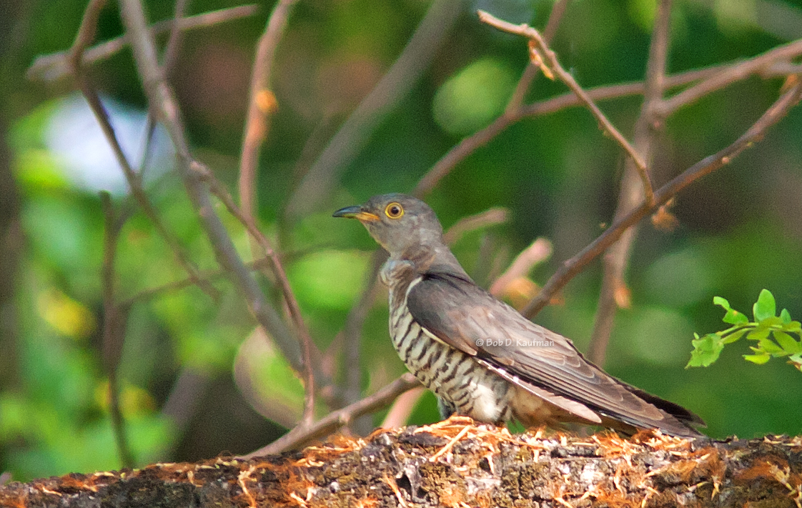 TWO BIRDERS TO GO: Cuckoo Nuts