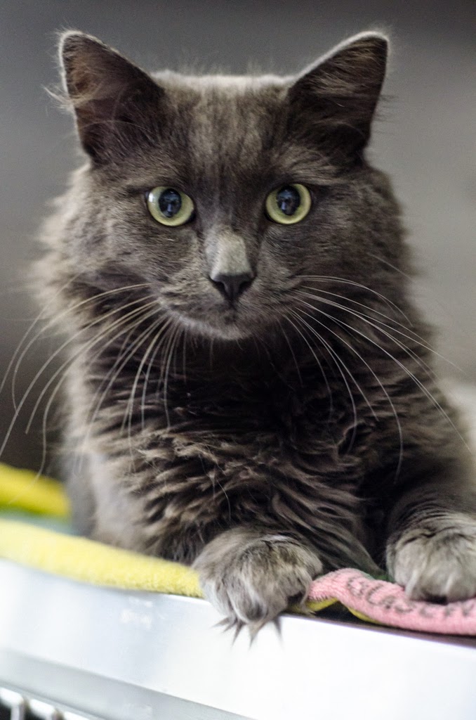 Progressive Charlestown: Kitty of the week