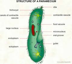 Mengenal Gerakan Paramesium