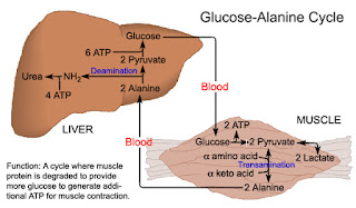 Medicine Newbie: Glucose/Alanine Cycle