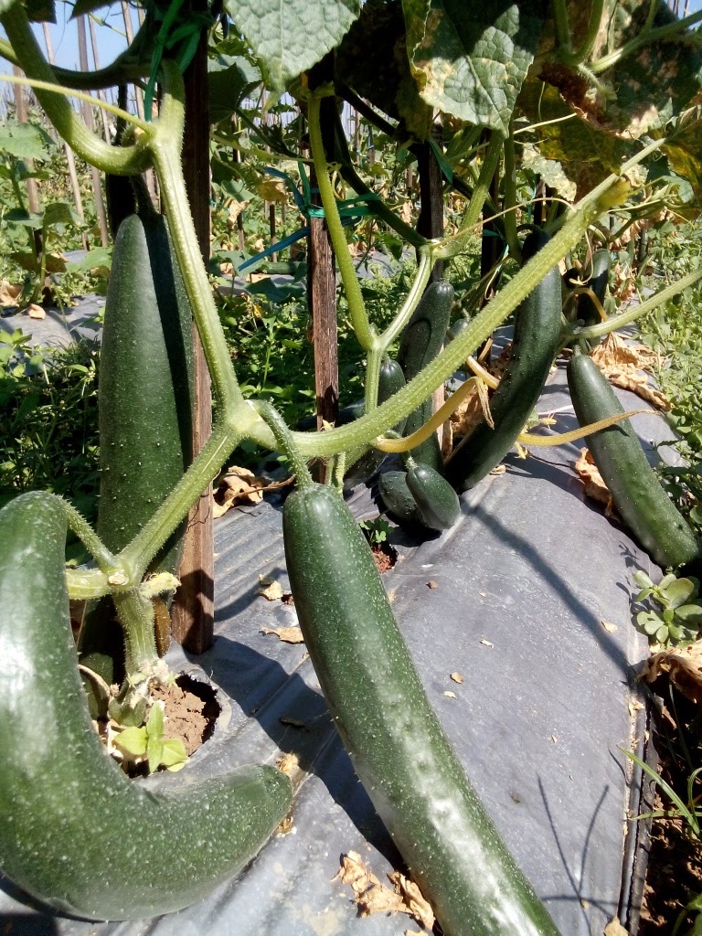 Berbagi Pengetahuan: BUDIDAYA TANAMAN MENTIMUN (TIMUN)