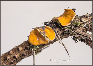 Calderdale Wildlife: Pithya vulgaris