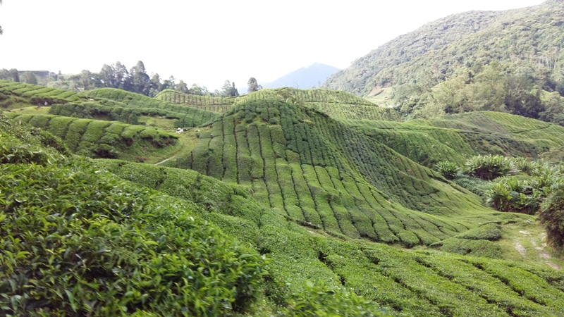 TRAVELOG: GUNUNG IRAU, CAMERON HIGHLAND : Hutan Lumut Tercantik, macam ...