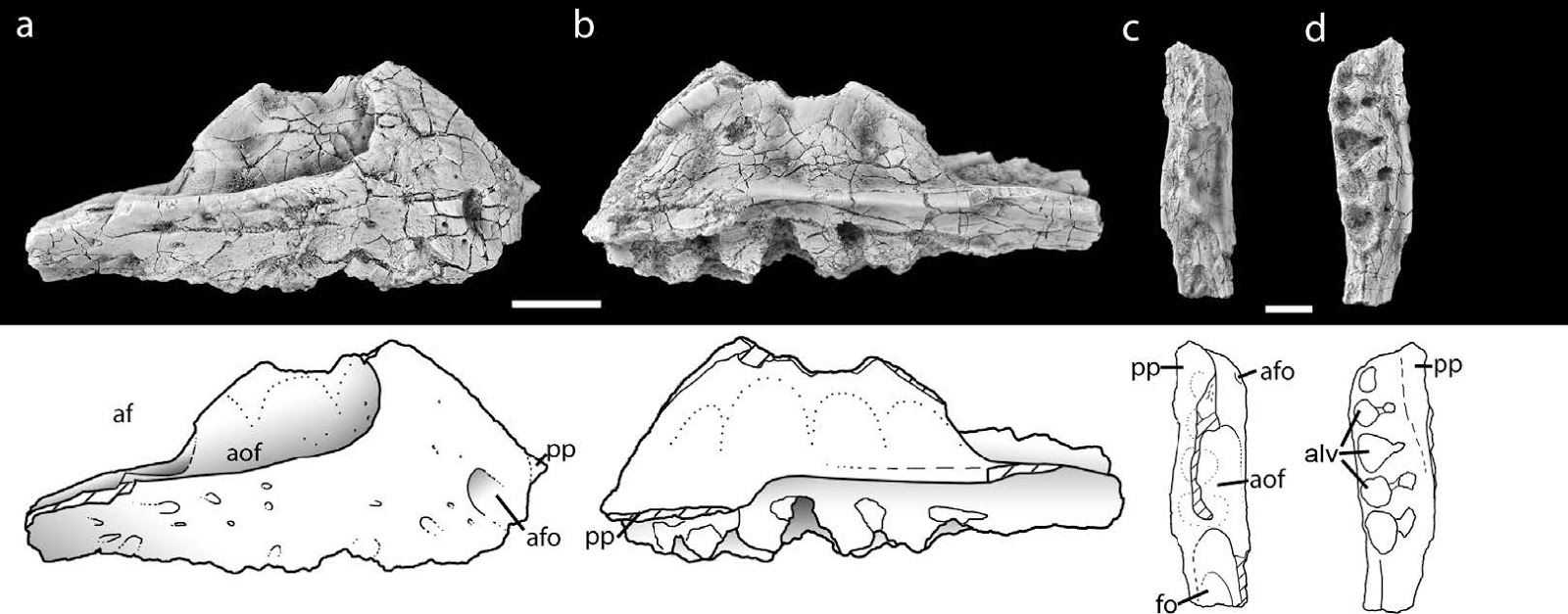 Waxing Paleontological: Adorable Triassic Pseudosuchians