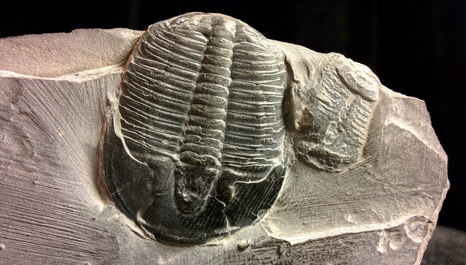 Palaeos, la historia de la Vida en la Tierra: ¿Cómo asesinaba un trilobite?