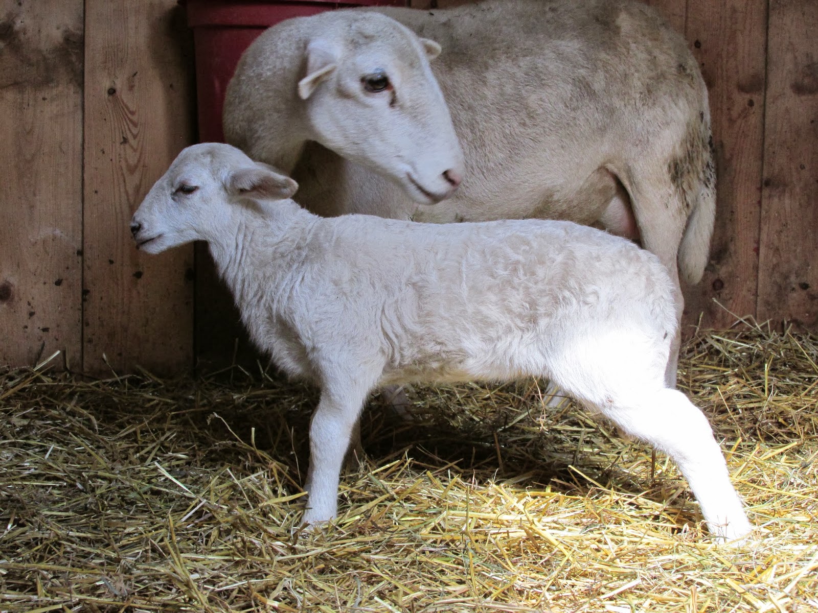 A Shepherdess's Journal to Sheep Farming: Injured Lamb