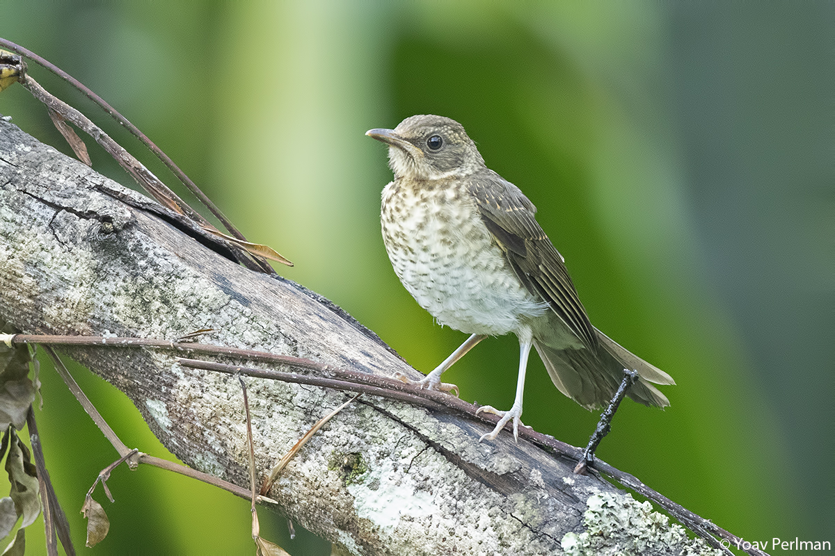 Brazil Ubatuba Day #7 - Tanagers Galore | Focusing on Wildlife