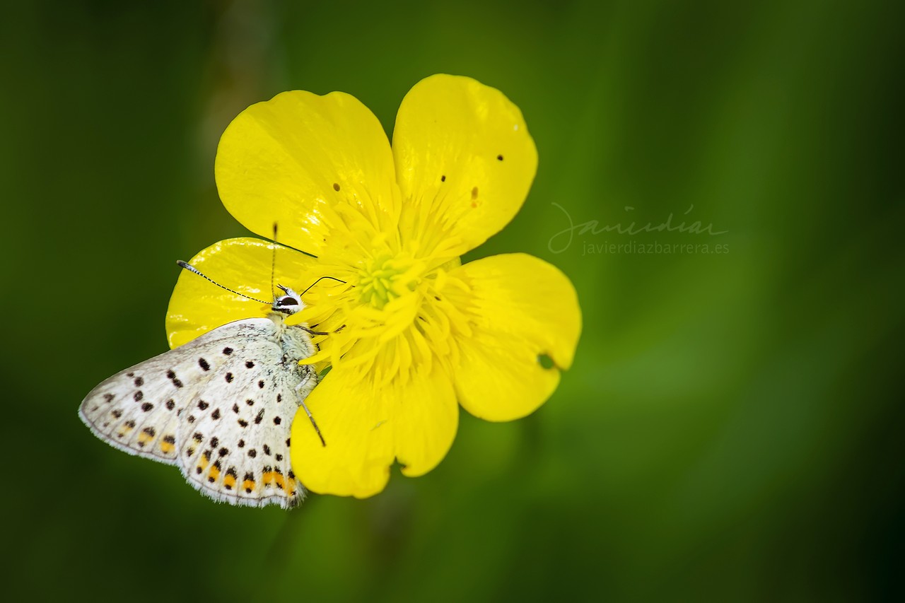 Bichos y plantas de León: Lycaena tityrus