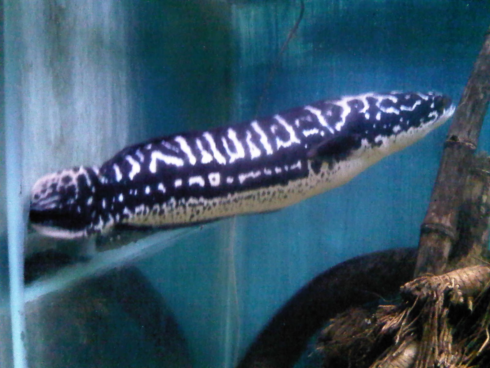 Welcome To the World Of Fish: Ikan Toman