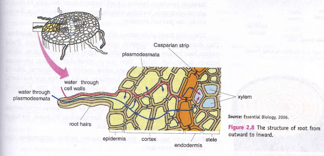 Structure Of Plant Organ Cortex And Endodermis - New Science Biology