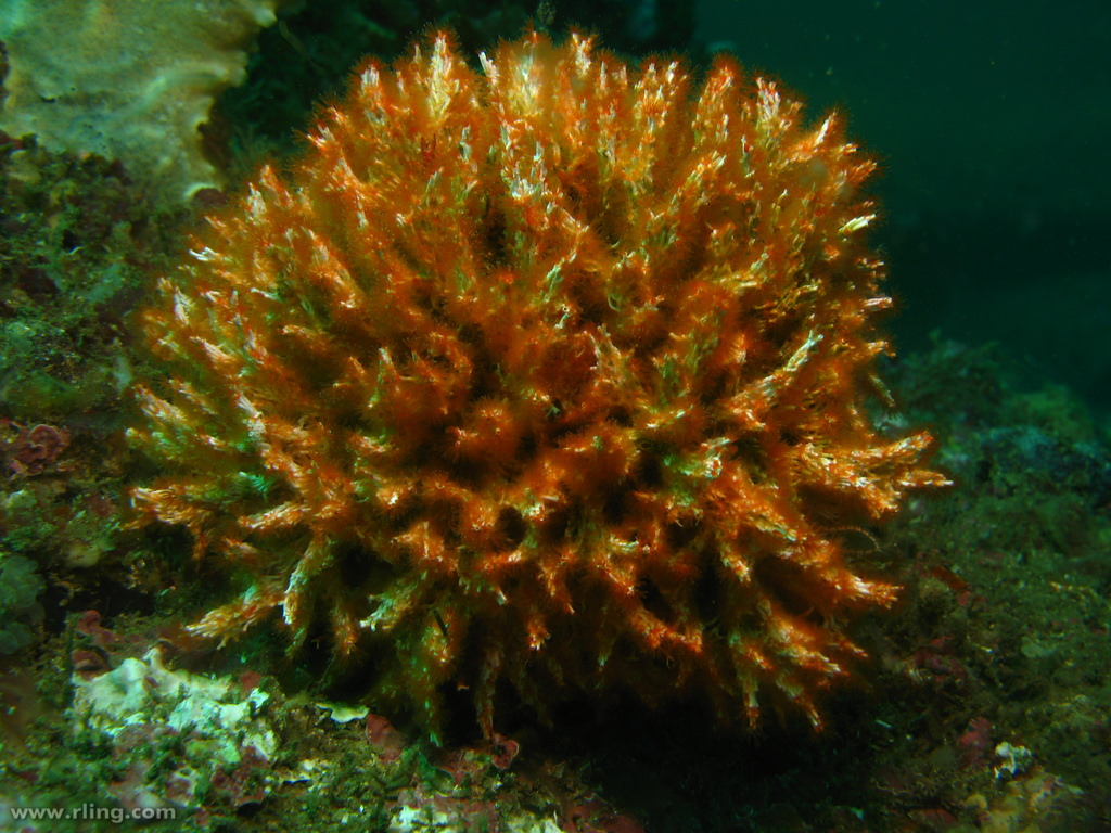 Real Monstrosities: Tangled Tubeworm