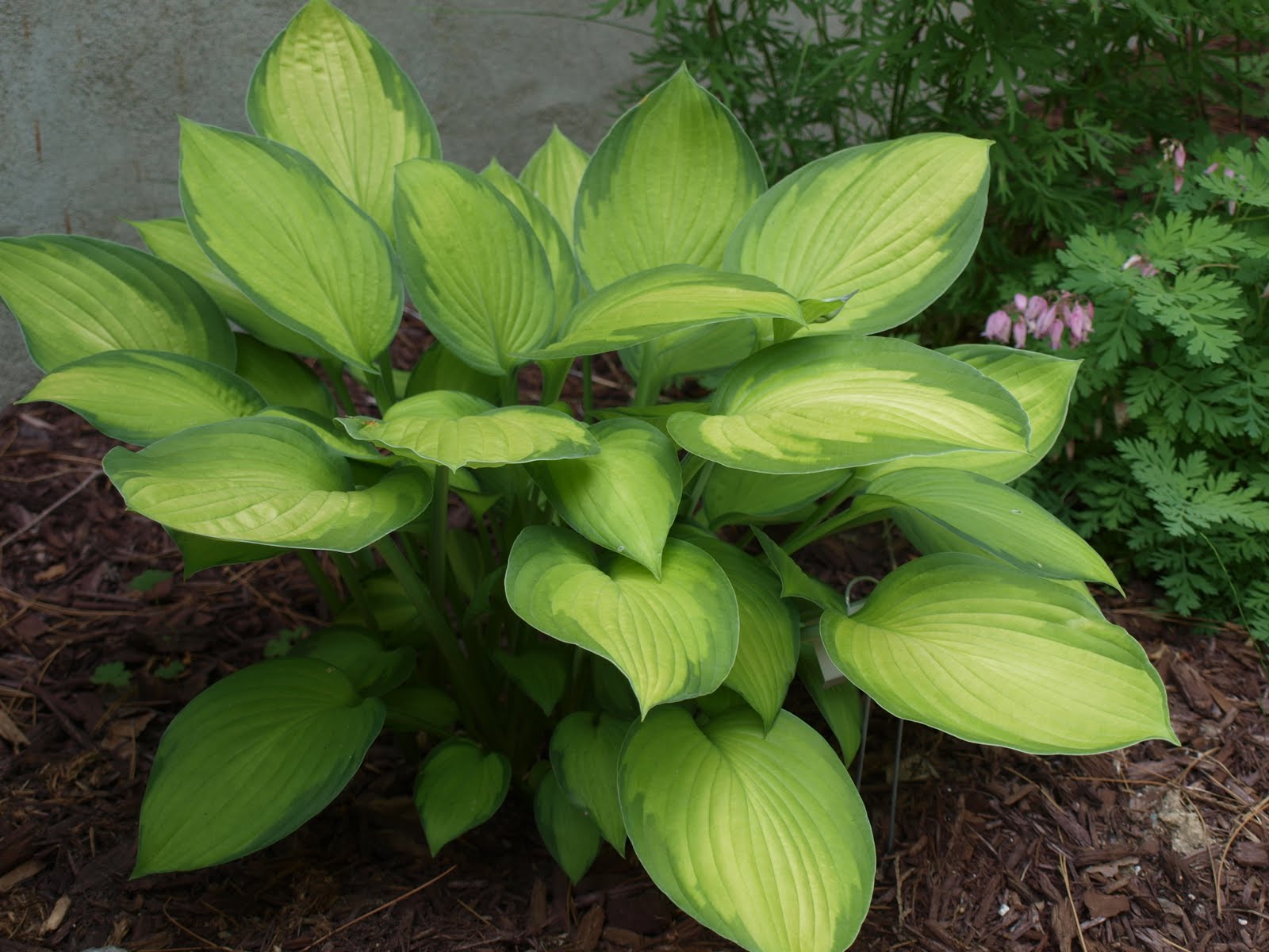 My Cottage Garden: Favourite Hostas