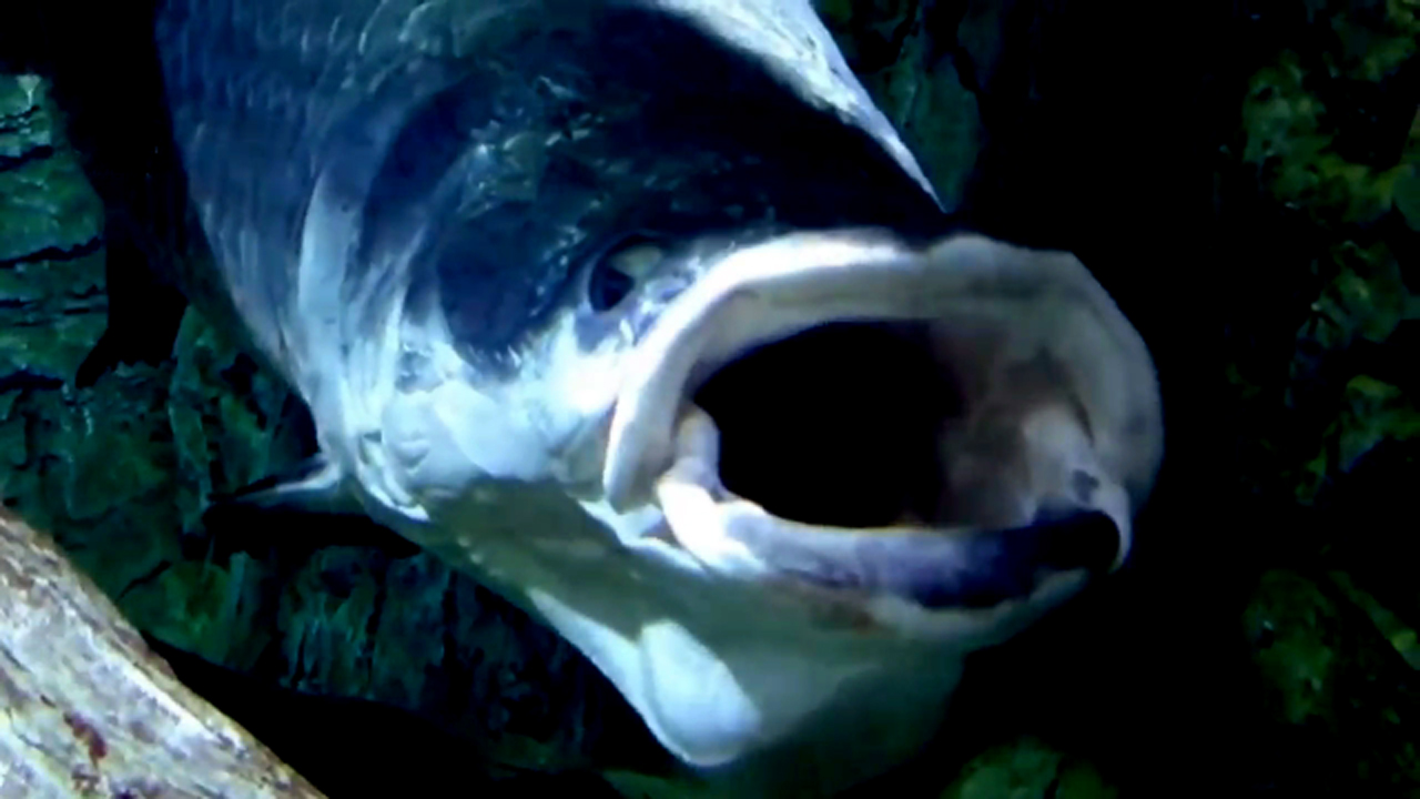 Ikan Yang Hidup Di Sungai Amazon