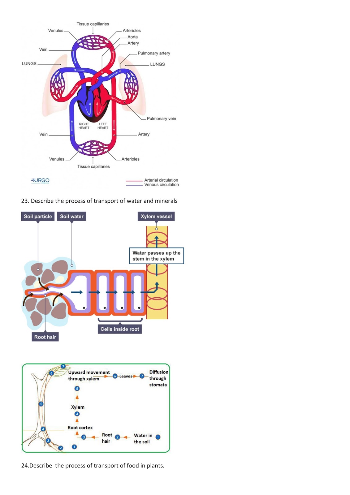 TRANSPORTATION IN PLANTS AND ANIMAL CLASSVII