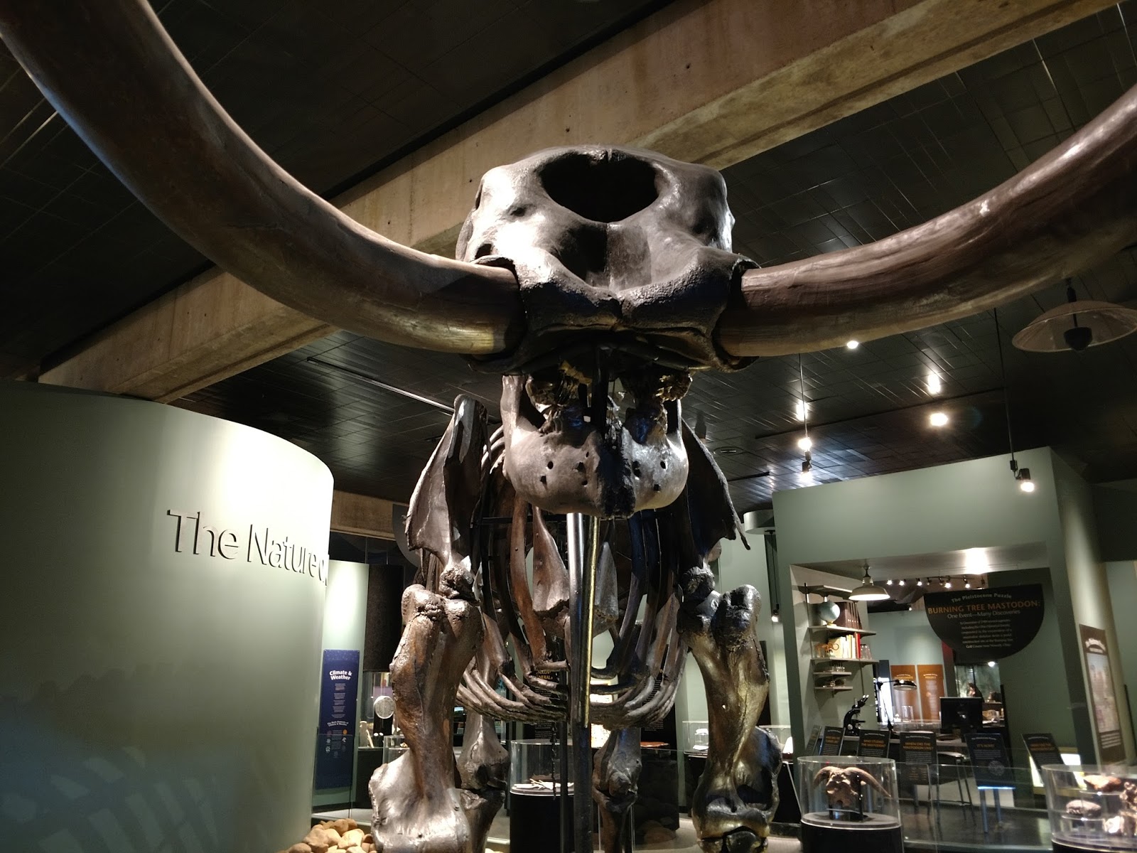 Travels of a Hobgoblin Taphophile: Conway Mastodon - Ohio History Center