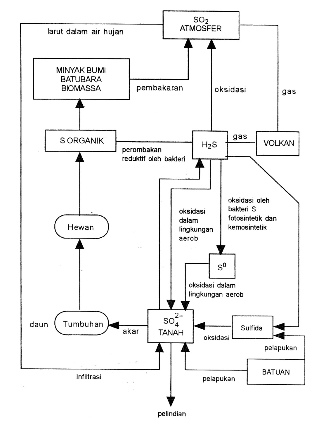 cuap-cuap: SIKLUS BIOGEOKIMIA