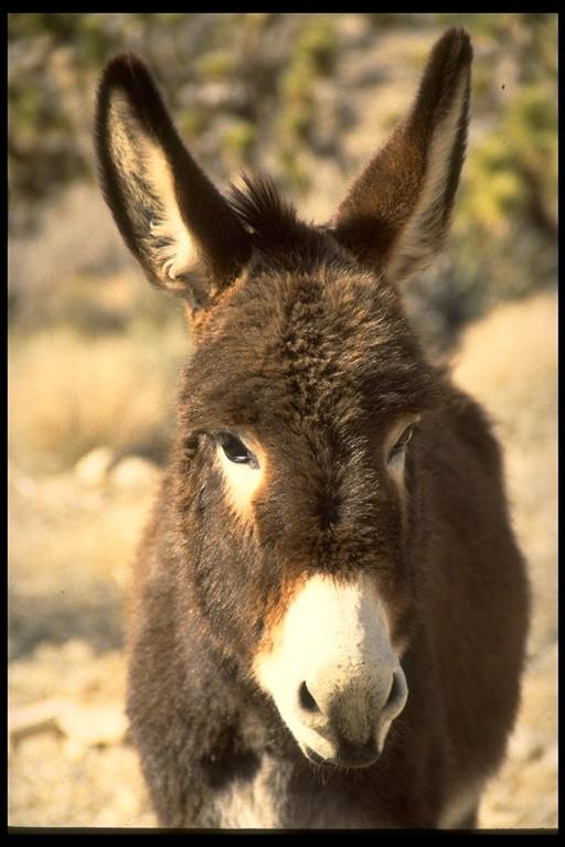 Pero a medida que el campesino y sus vecinos continuaban paleando ...