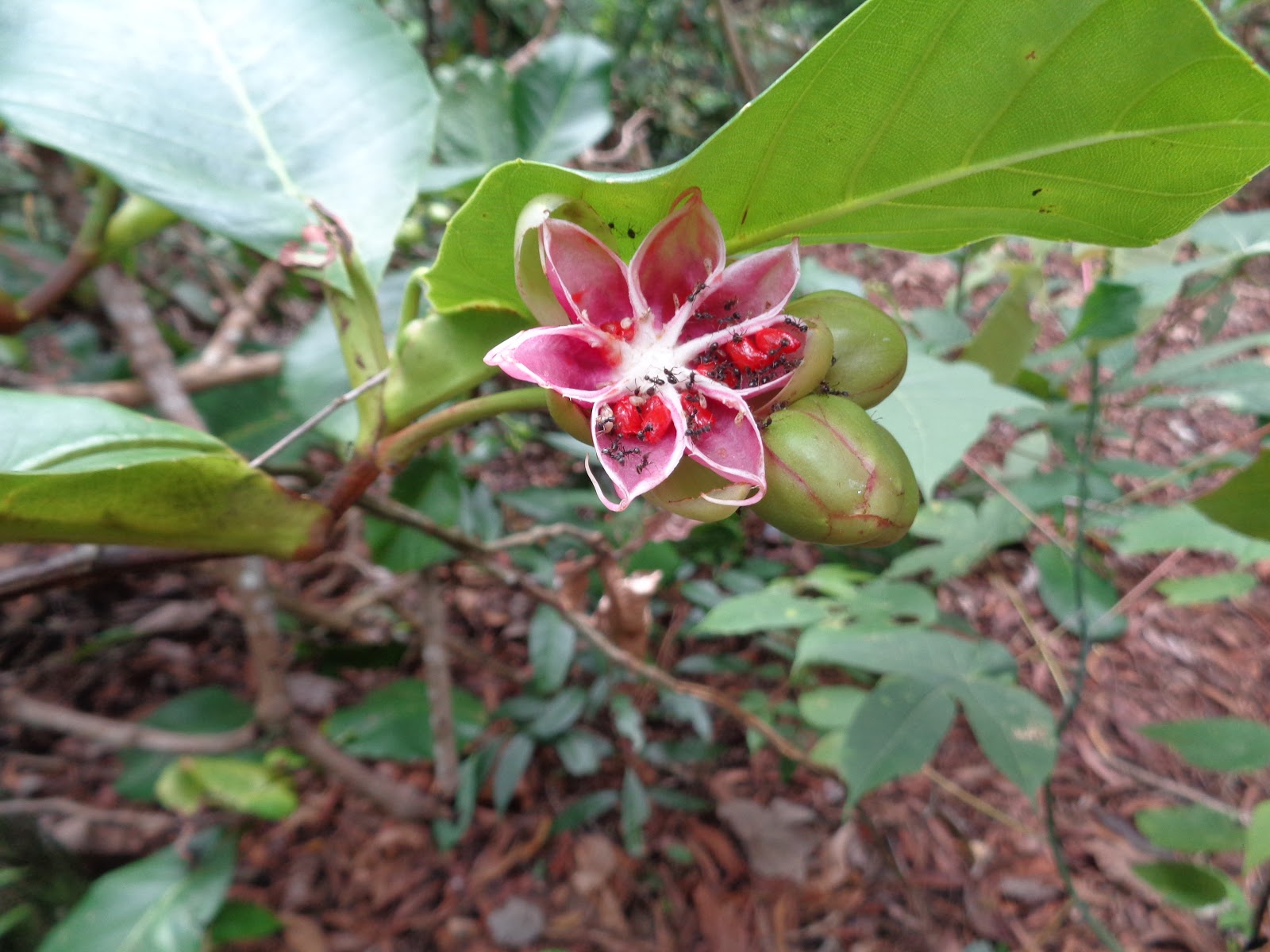 Keanekaragaman Hayati (pengalaman bersama Conservationist) bagian 1
