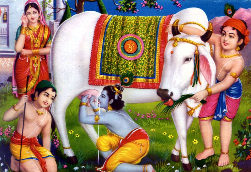 Agresen Maharaja Gaushala hyderabad (A.P): Gau Mata ki seva kerte ...