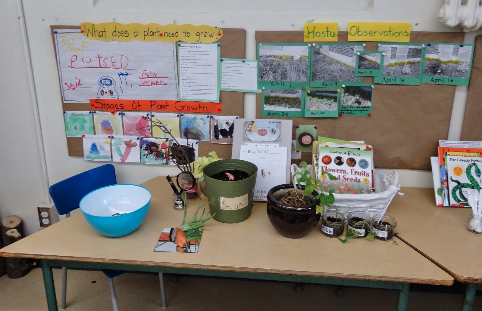 I LEARNED IT IN KINDERGARTEN!: Planting and Growing Inquiry Continued