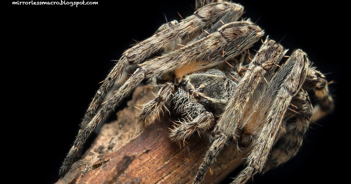 Mirrorless Macro Photography: Selection of Spiders from 2017!