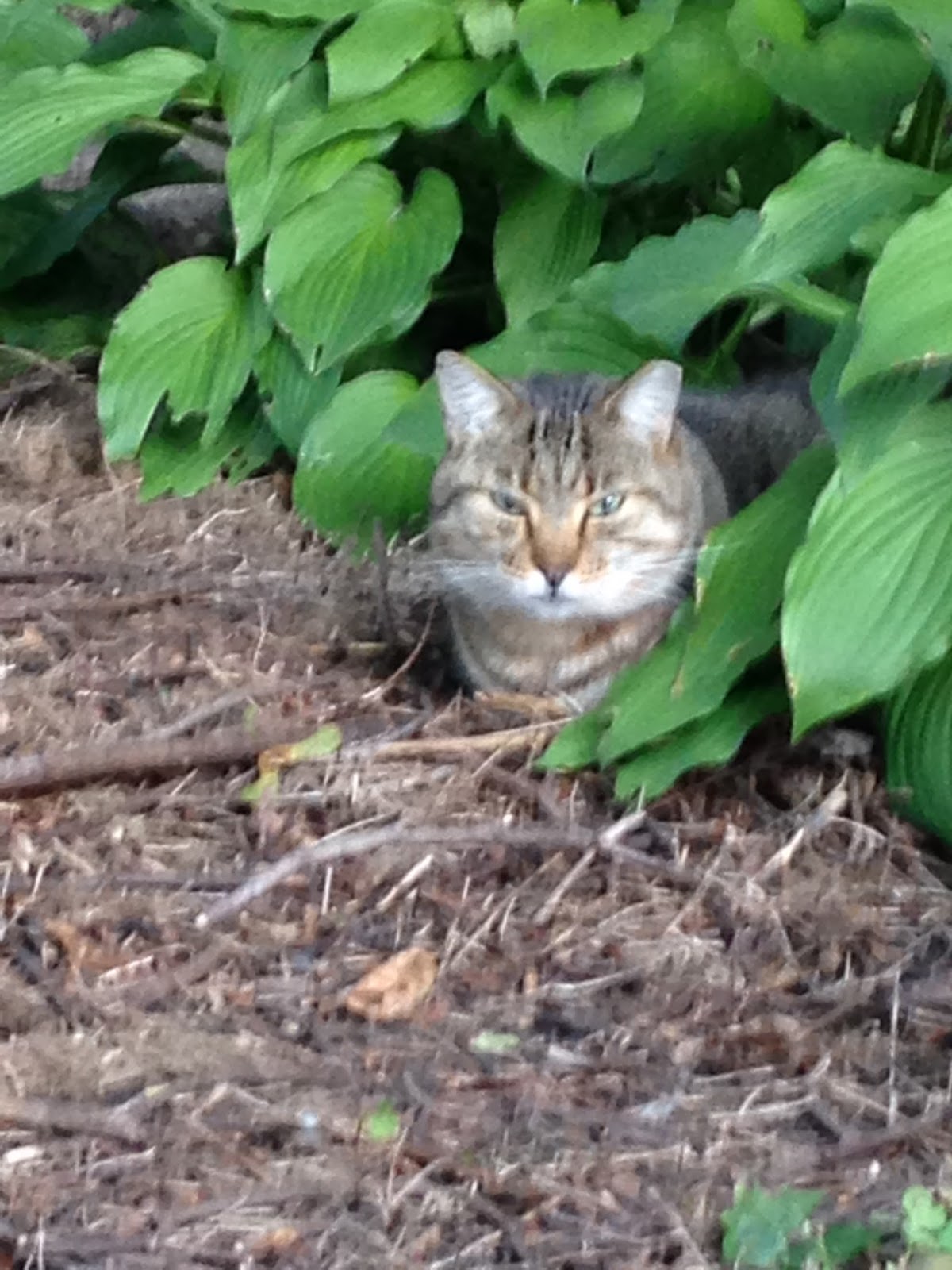 Eastside Cats: Bummer, Dude...