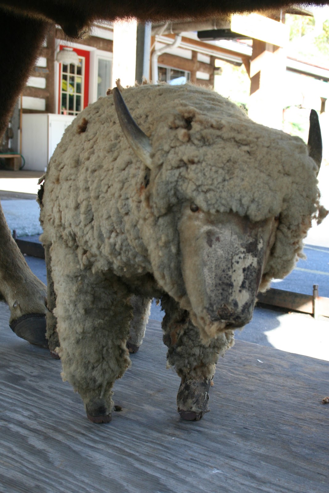The Carpetbagger: Some of My Favorite Taxidermy