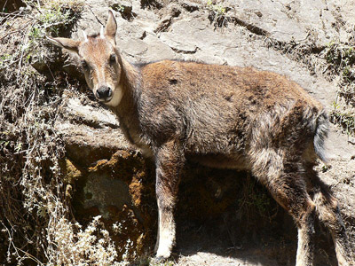 Synapsida: August 2013